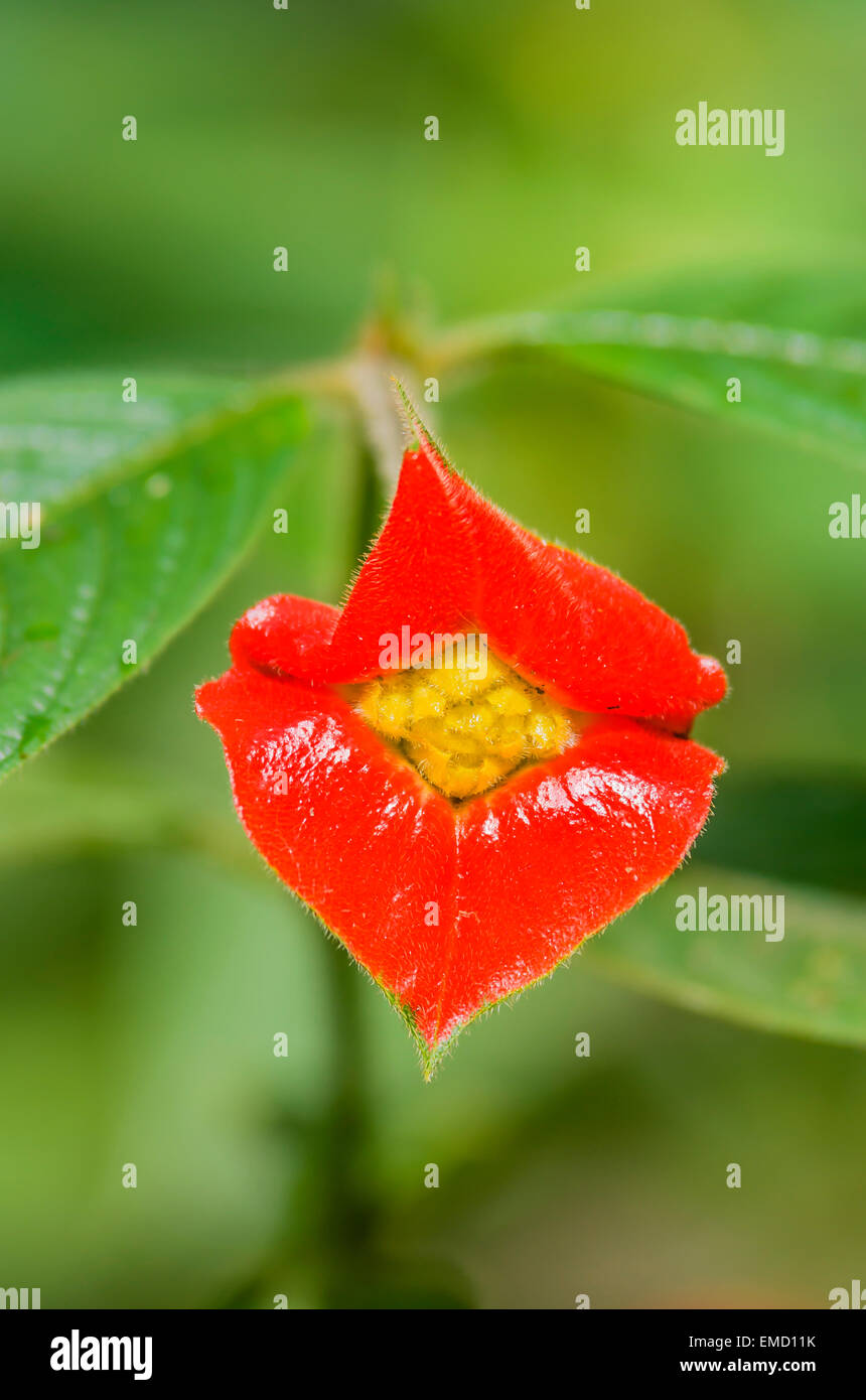 Costa Rica, Psychotria elata, tropical red flower Stock Photo - Alamy