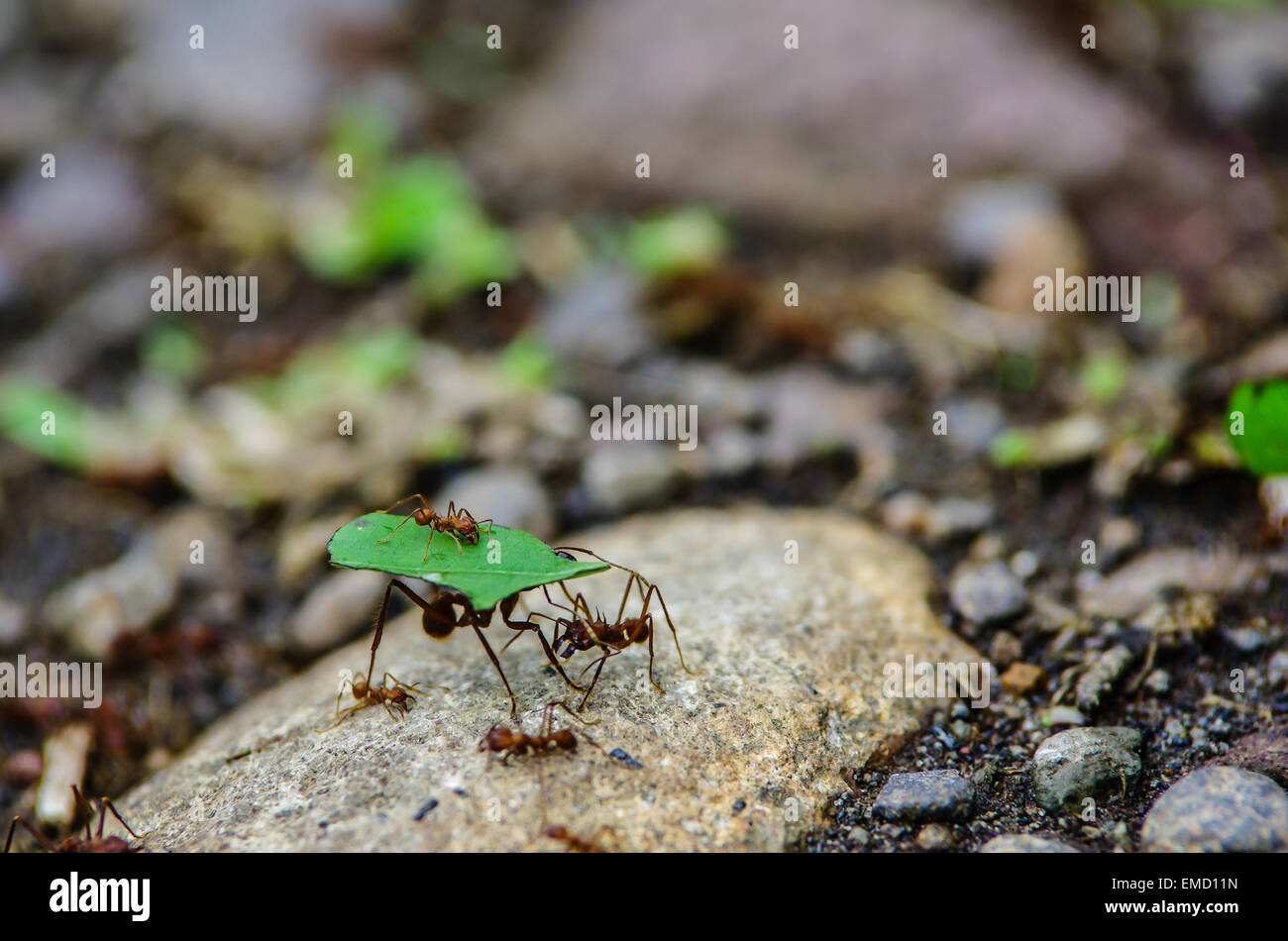Costa Rica, Leaf-cutting ants carrying leaves Stock Photo - Alamy