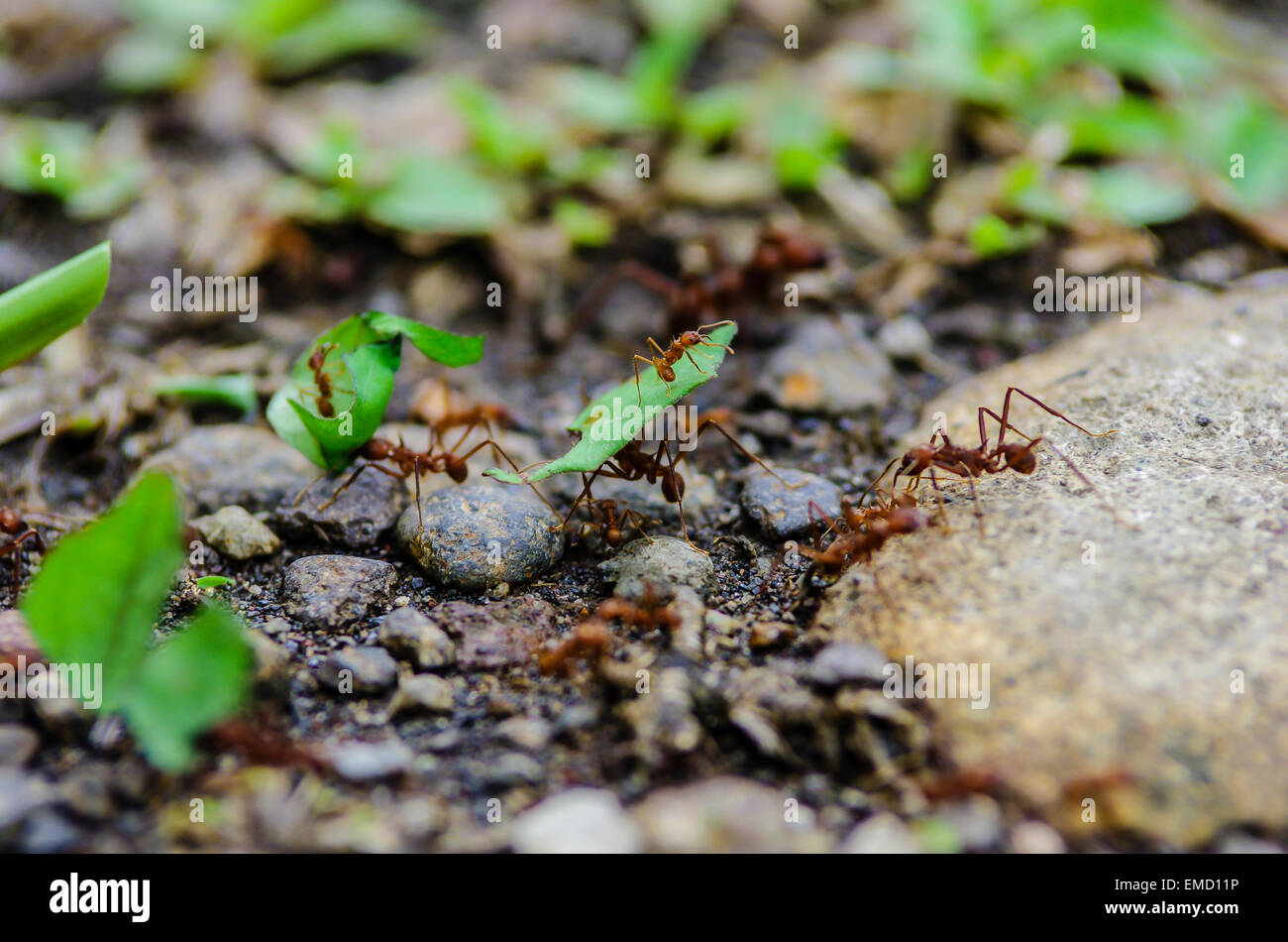 Costa Rica, Leaf-cutting ants carrying leaves Stock Photo - Alamy