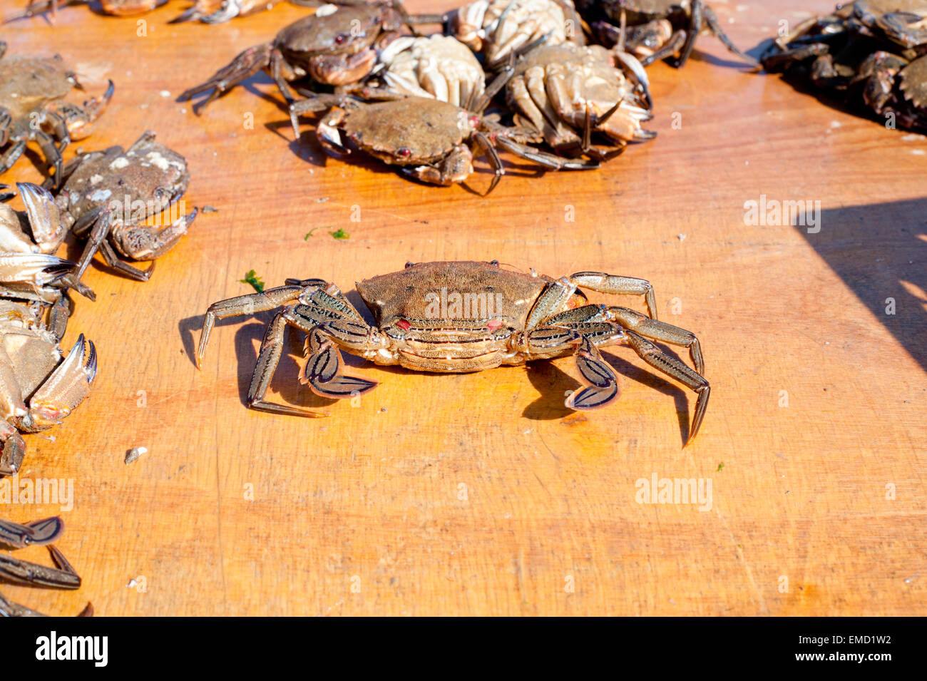 Fresh crab caught in the morning Stock Photo - Alamy
