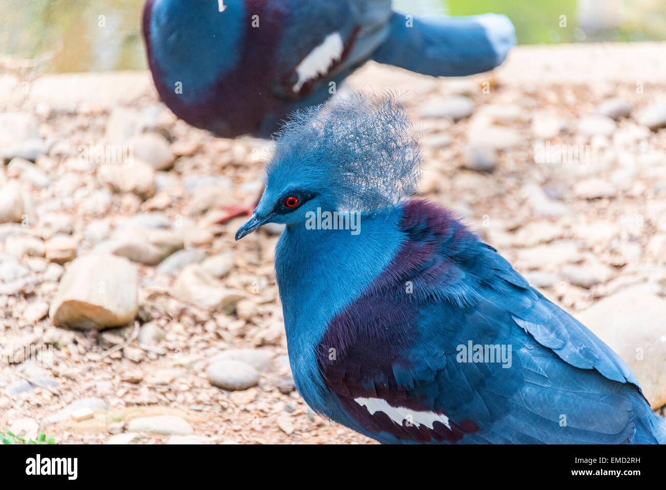 western crowned pigeon, also known as the common crowned pigeon or blue ...