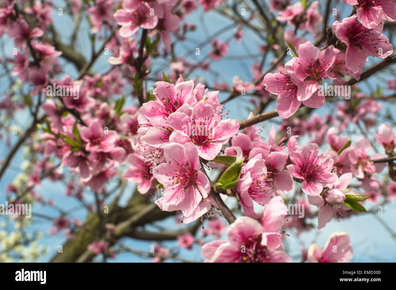Beautiful peach blossom, spring season Stock Photo - Alamy