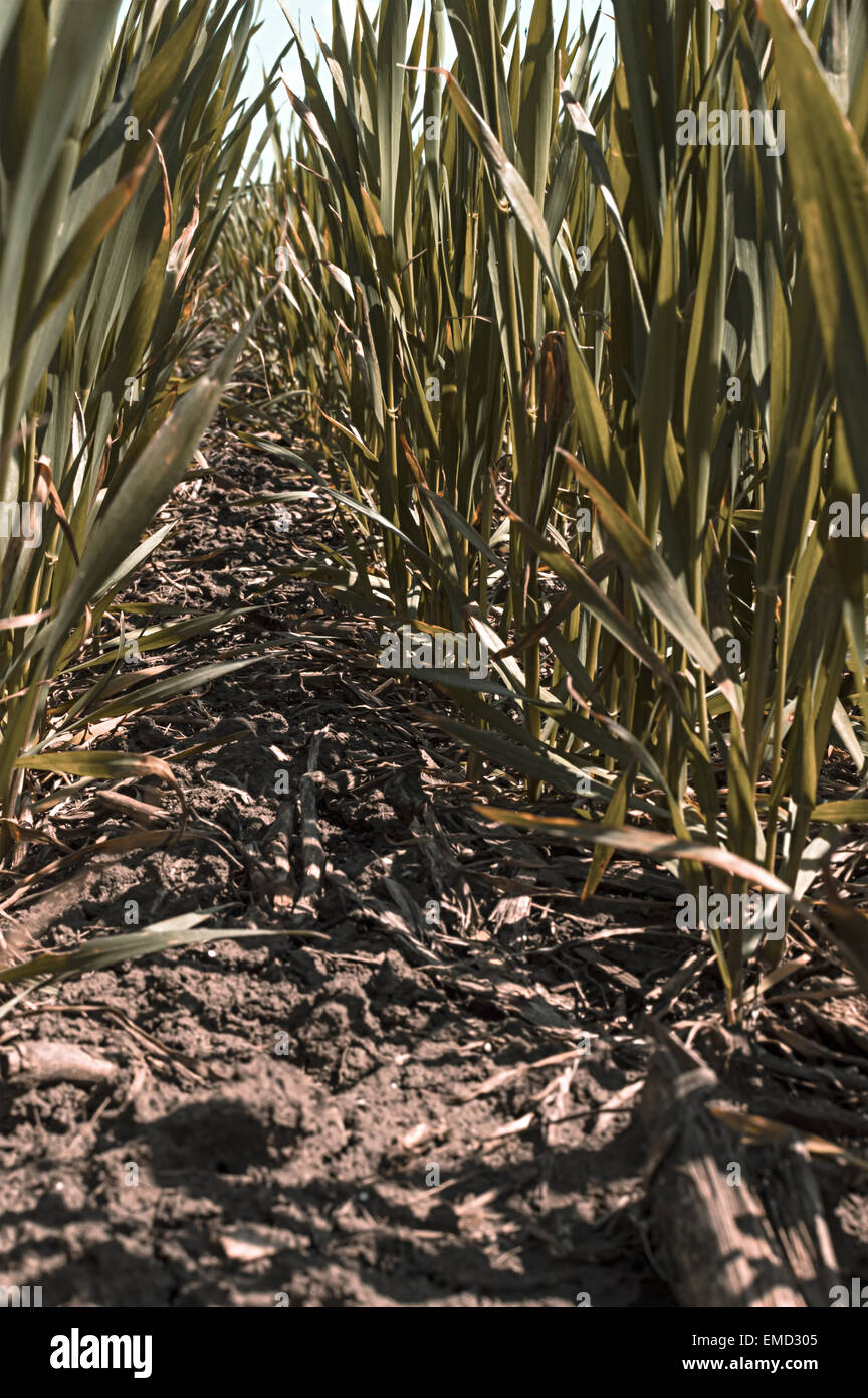 Inside a corn field Stock Photo - Alamy