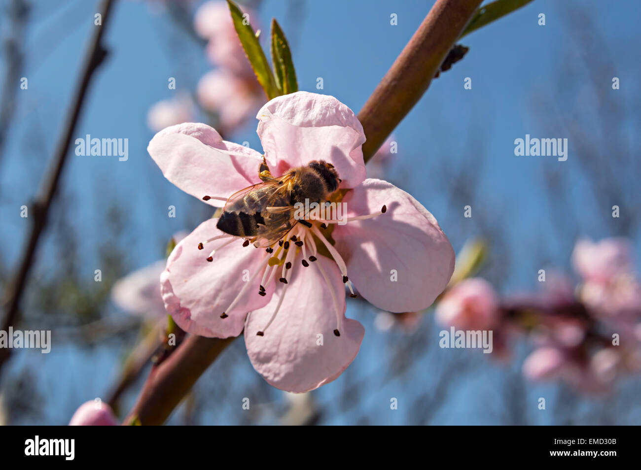 Season bee hi-res stock photography and images - Alamy