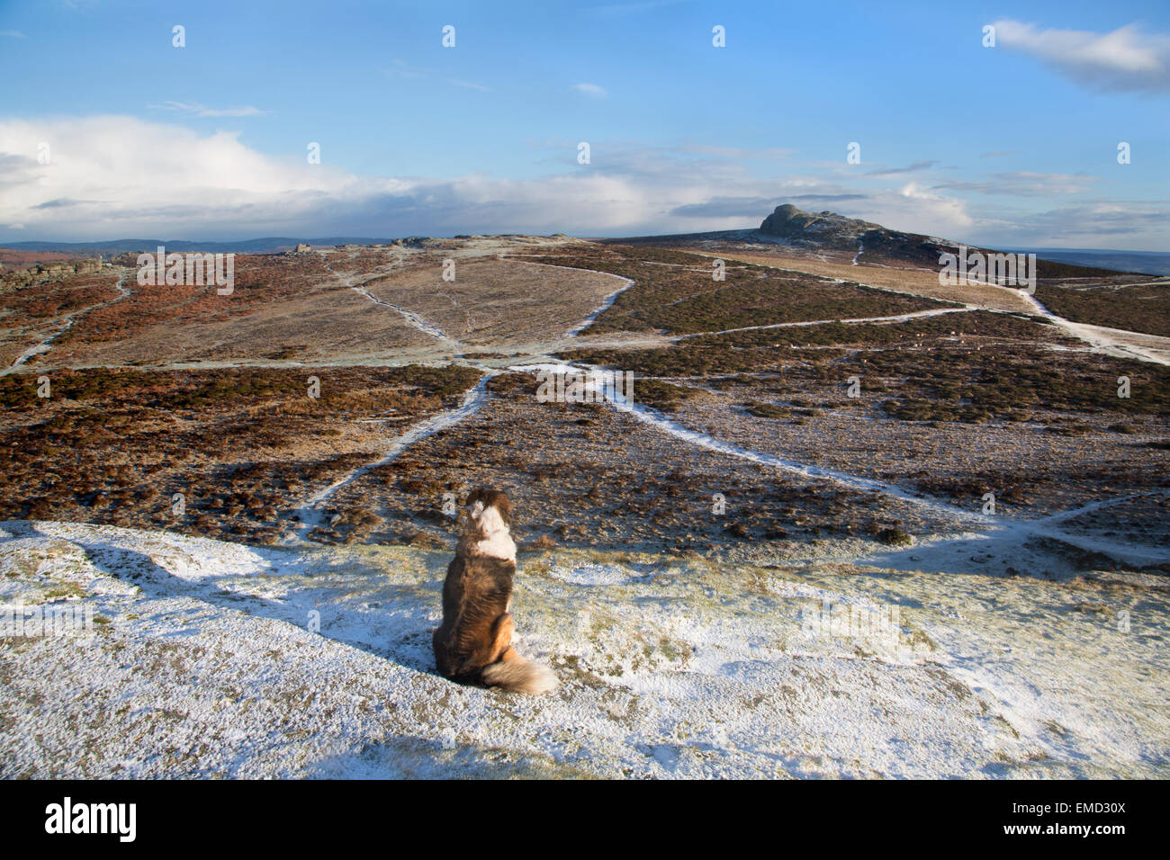 Dog enjoying the view from Saddle Tor to Haytor on Dartmoor with a ...