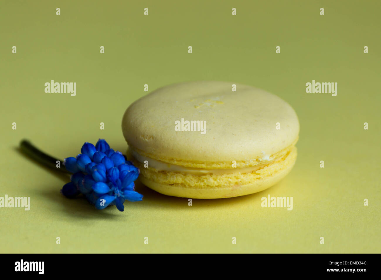 One Macaroon traditional Parisian cookie with violet on yellow ...