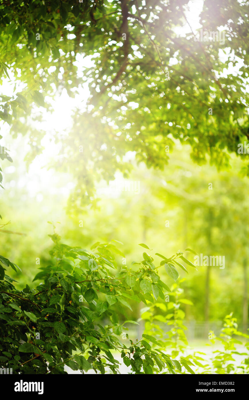 Abstract green nature background. Sunshine through green leaves Stock ...