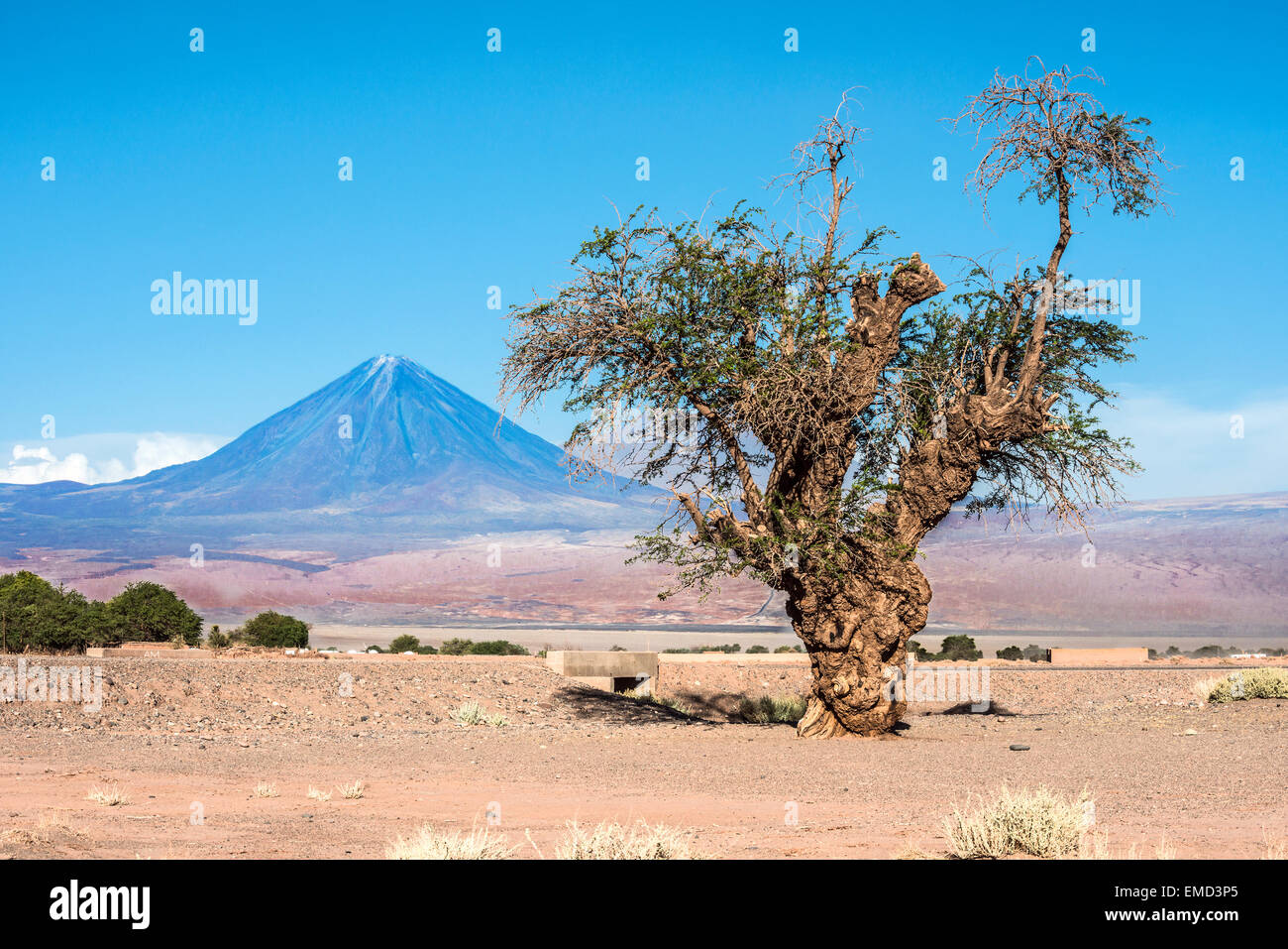 Old tree front of Volcano Licancabur, Atacama desert of Chile Stock ...