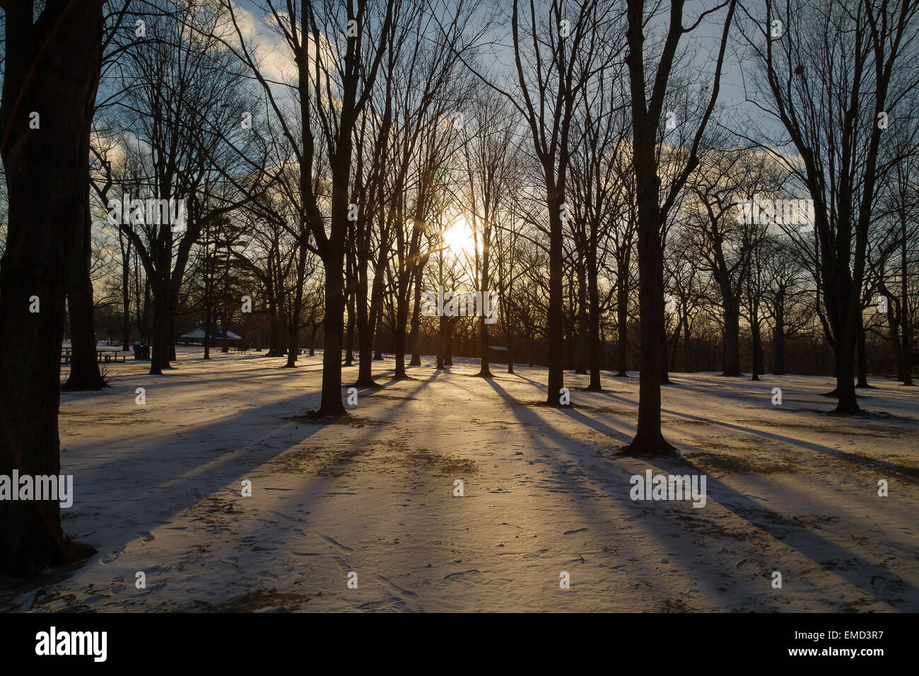 Trees with shadows falling in the snow in the winter Stock Photo - Alamy