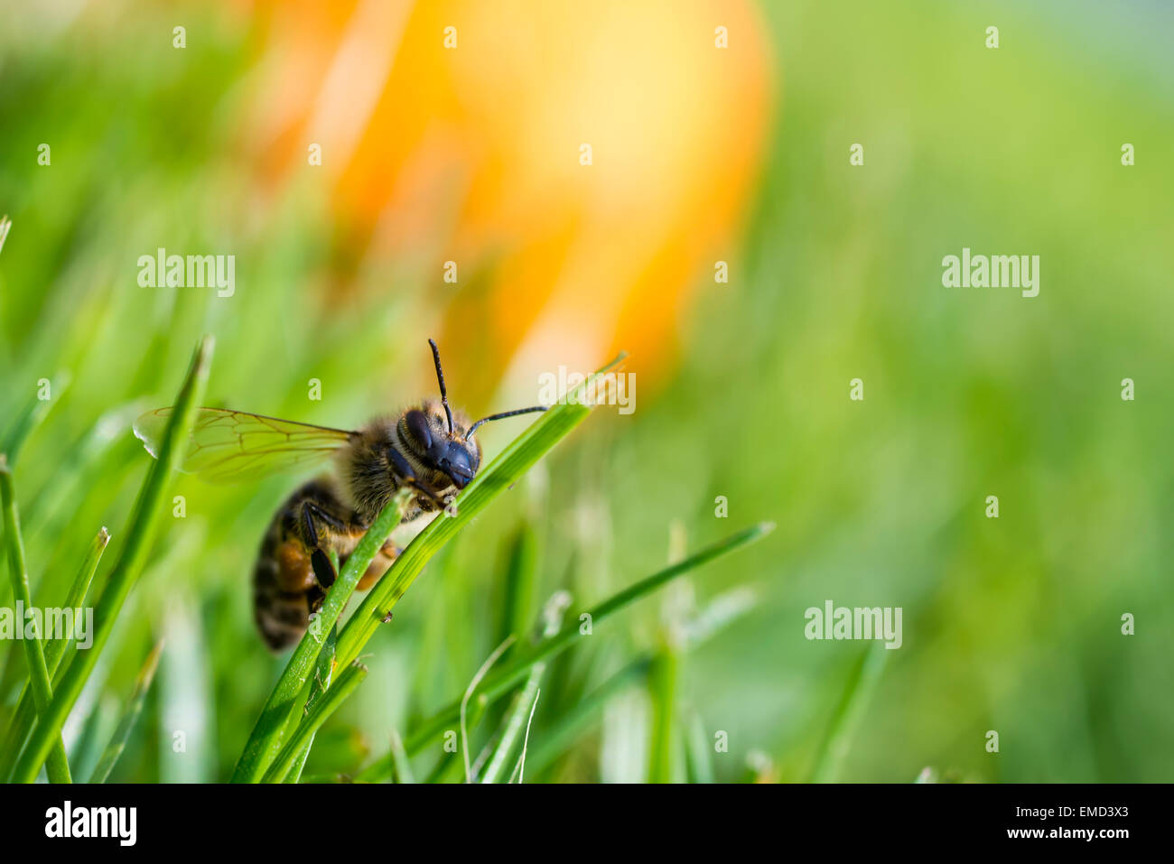 honeybee climbing on a blade of grass Stock Photo - Alamy
