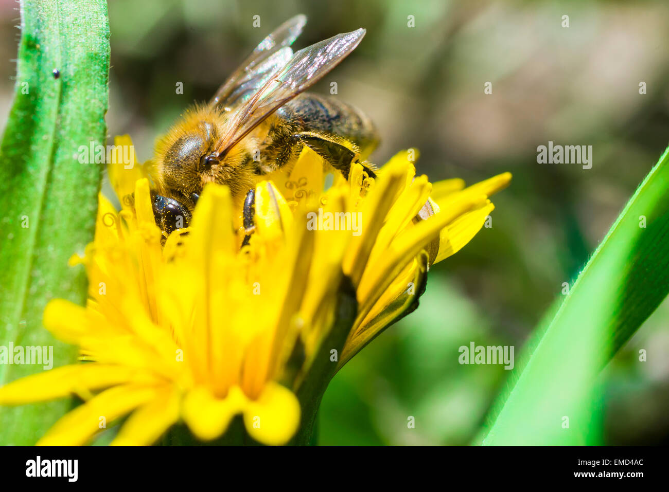 bee pollinating on a yellow flower Stock Photo - Alamy