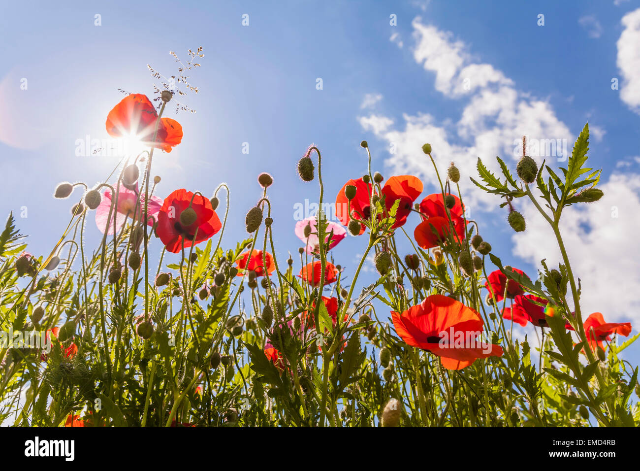 Germany, red poppies against the sun Stock Photo - Alamy