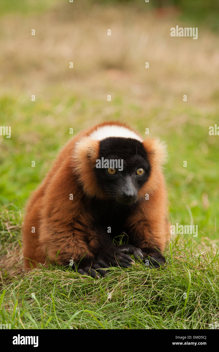 Red ruffed lemur threatened hi-res stock photography and images - Alamy