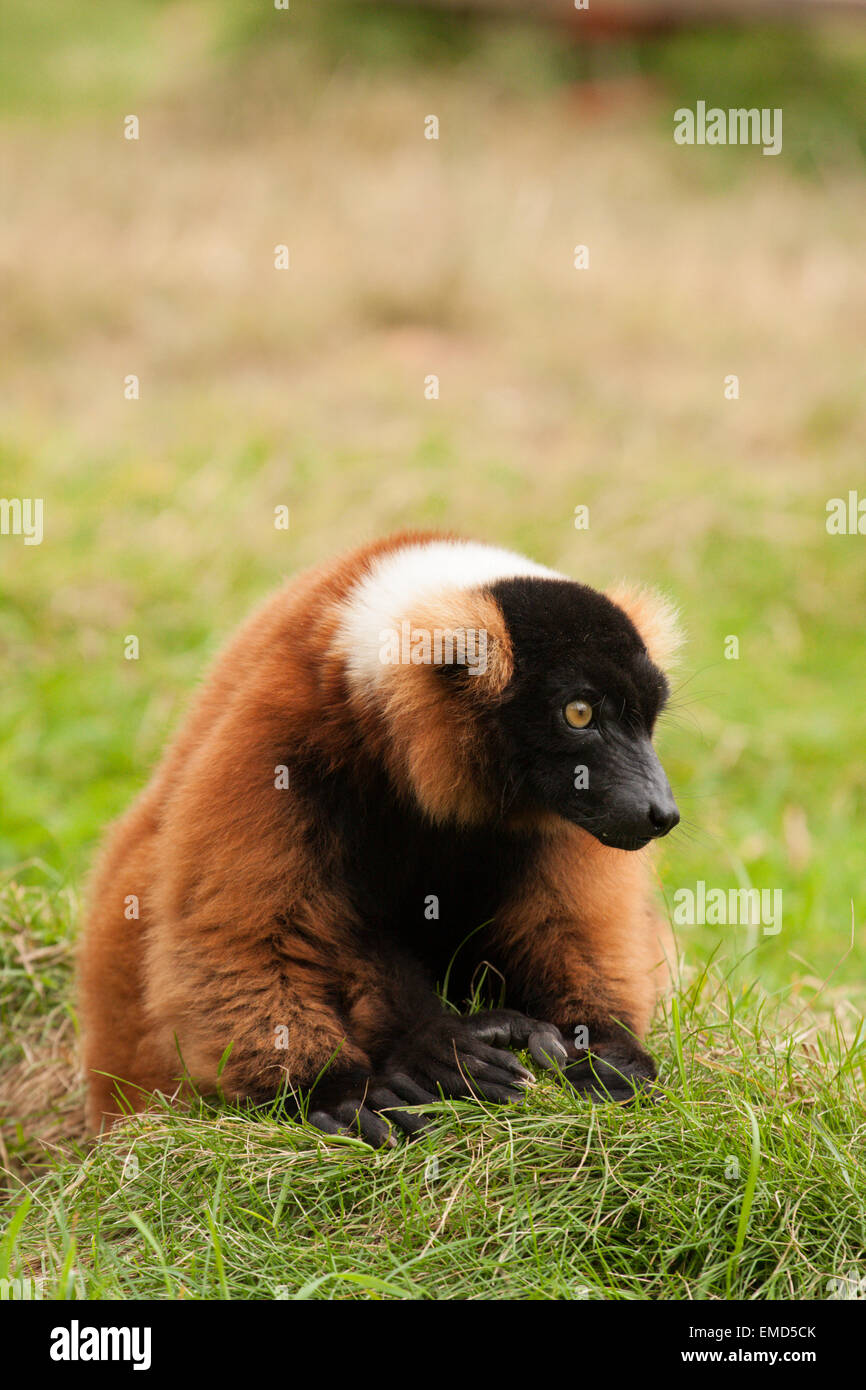 Red Ruffed Lemur Stock Photo - Alamy