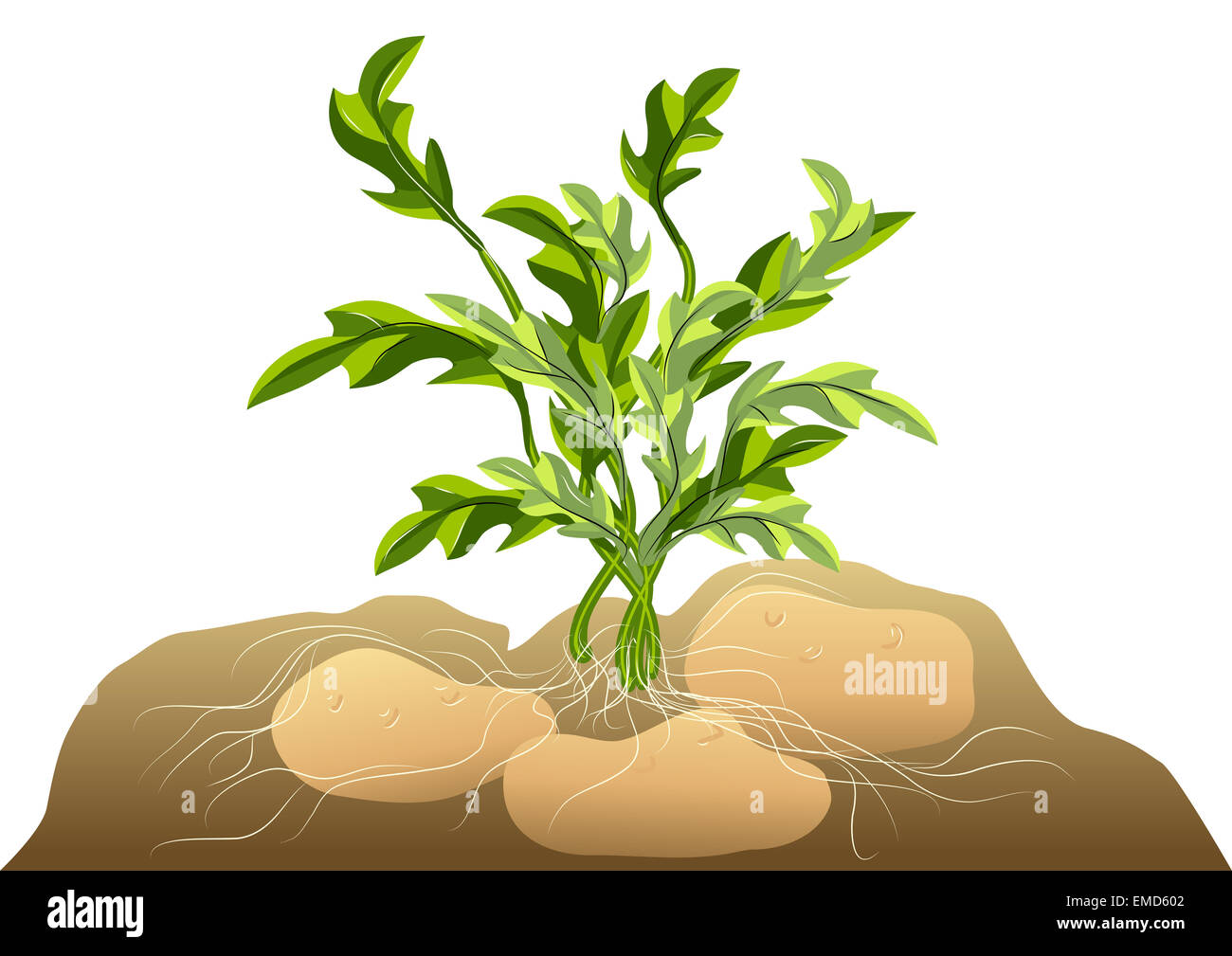potato in soil Stock Photo - Alamy