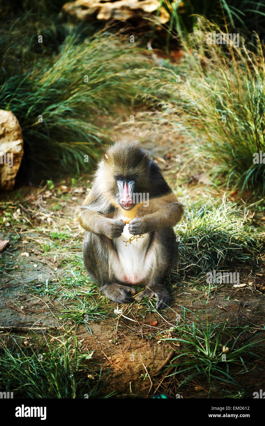 Mandrill mandrillus sphinx eating hi-res stock photography and images ...