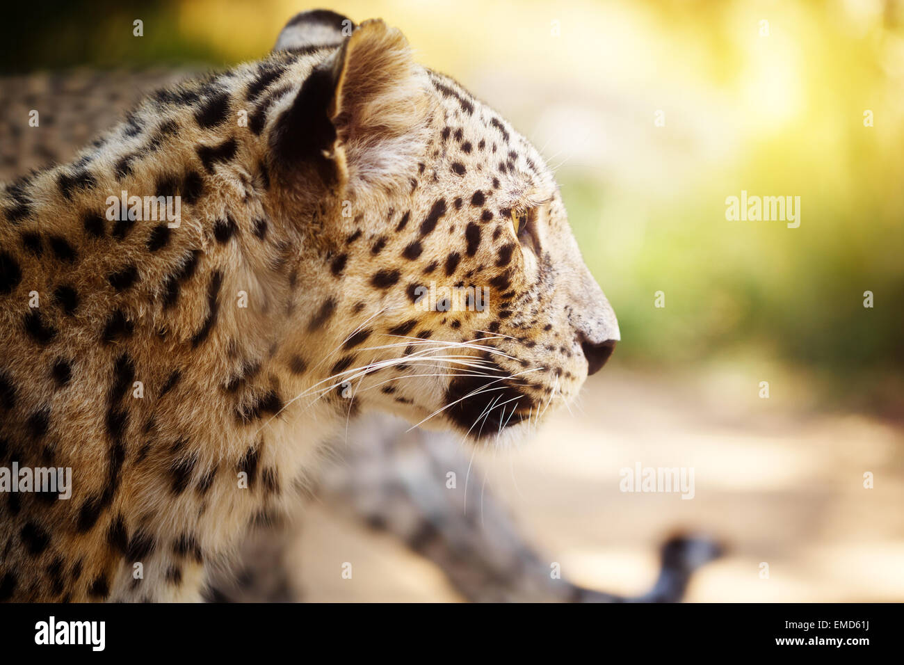 Leopard head close up in the sunlight Stock Photo - Alamy