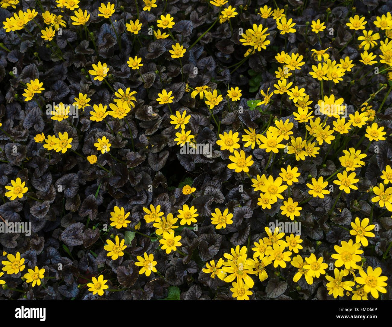 Brazen hussy hi-res stock photography and images - Alamy