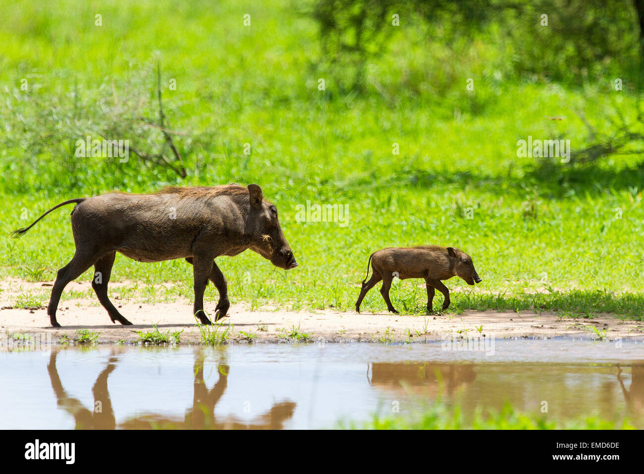 Warthogs by a water Stock Photo - Alamy