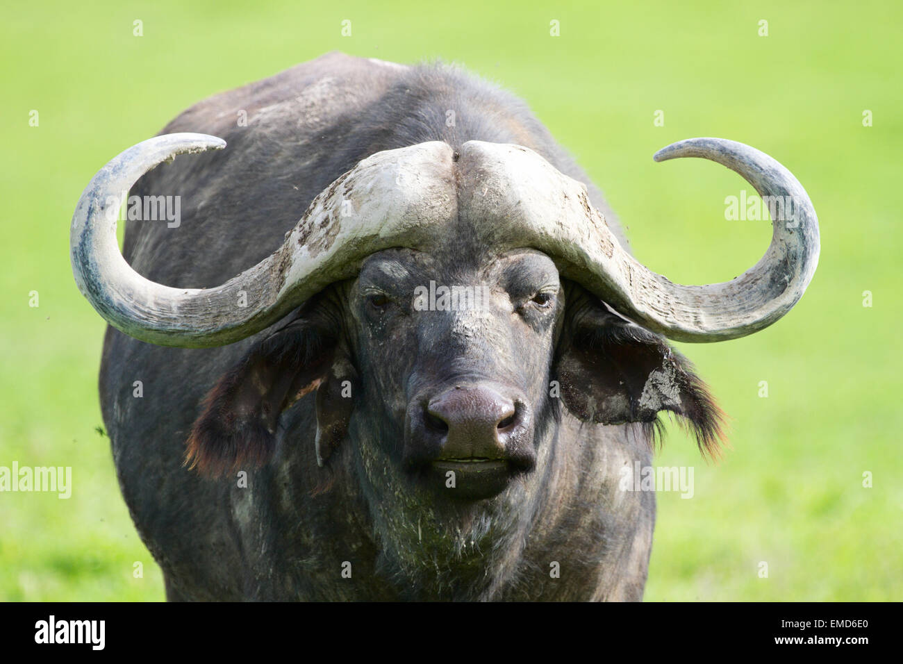 African buffalo one of the big five hi-res stock photography and images ...