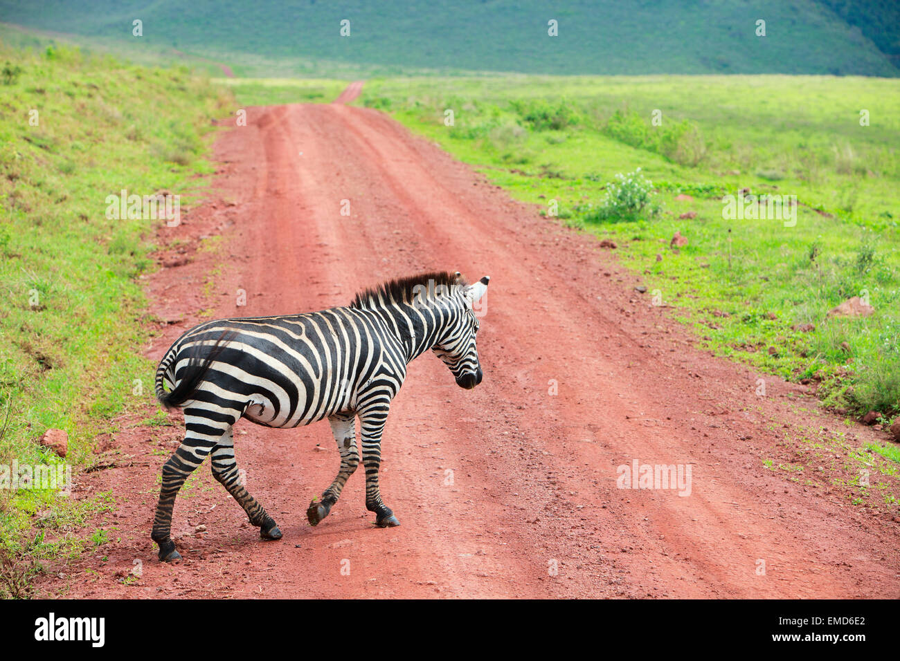 Zebra walking at road Stock Photo - Alamy