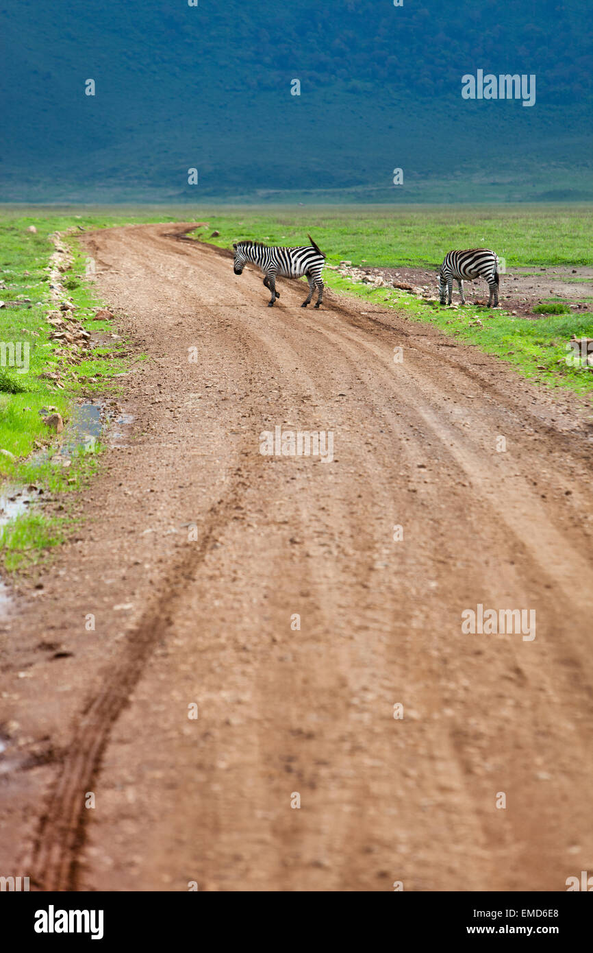 Zebra walking at road Stock Photo - Alamy