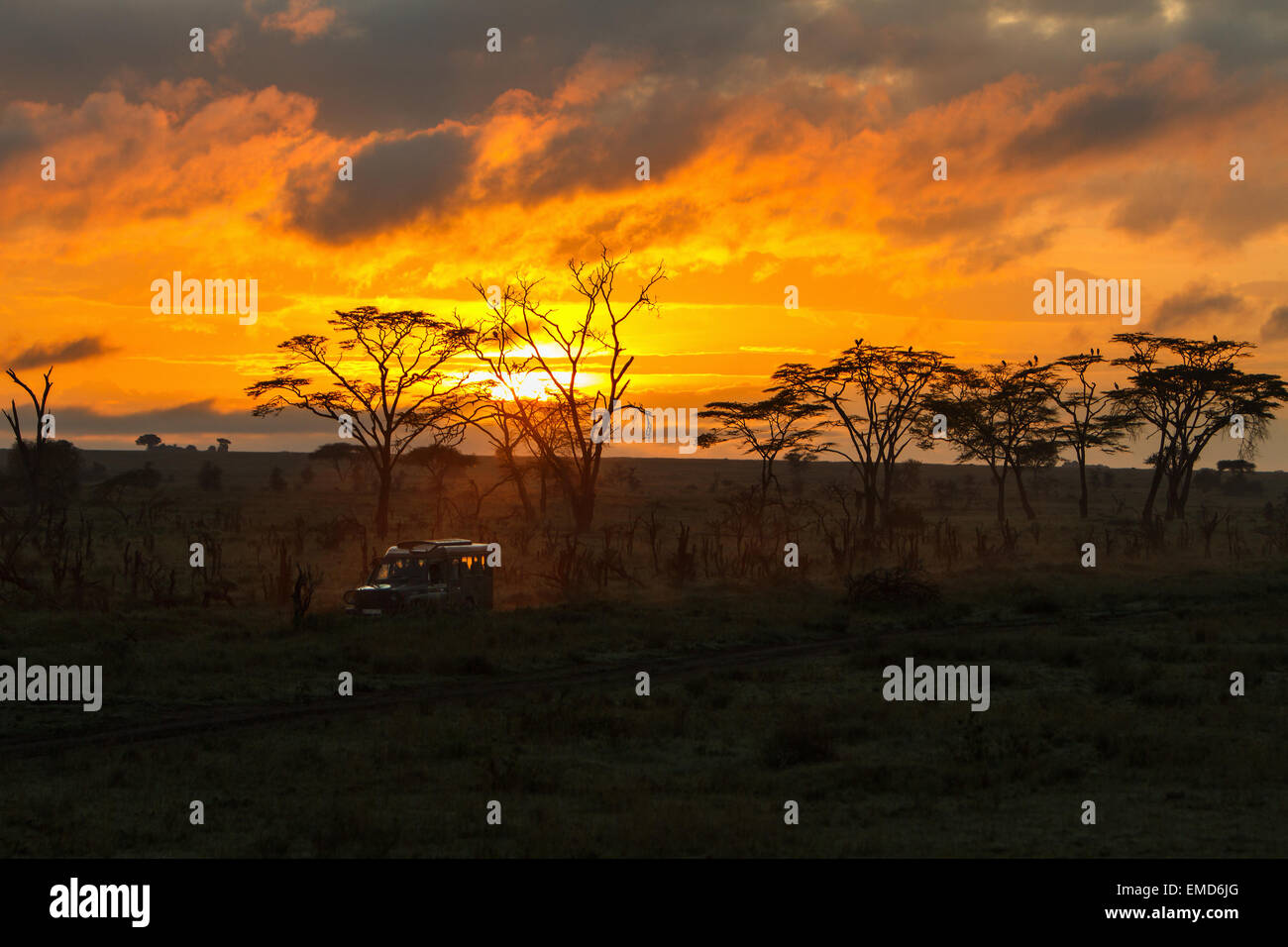 Morning safari drive Stock Photo - Alamy