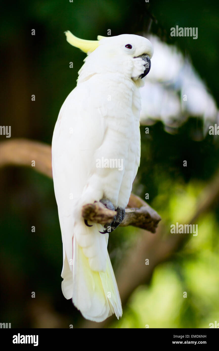 Cockatoo parrot hi-res stock photography and images - Alamy