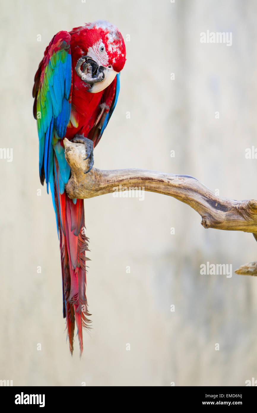 Colorful macaw parrot Stock Photo - Alamy