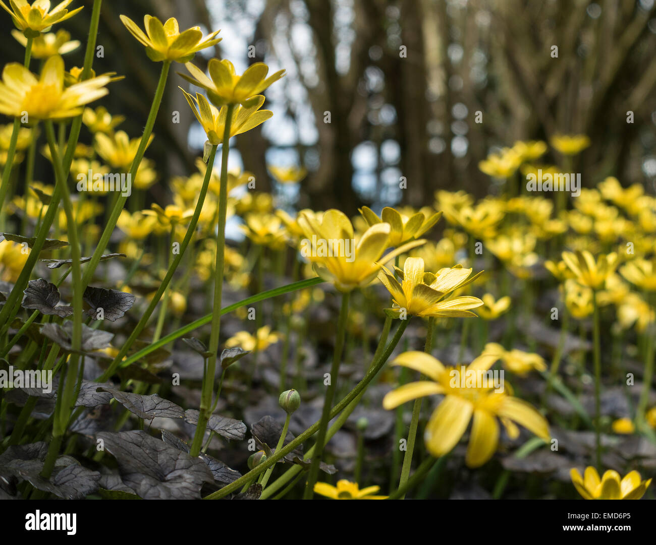 Brazen hussy hi-res stock photography and images - Alamy