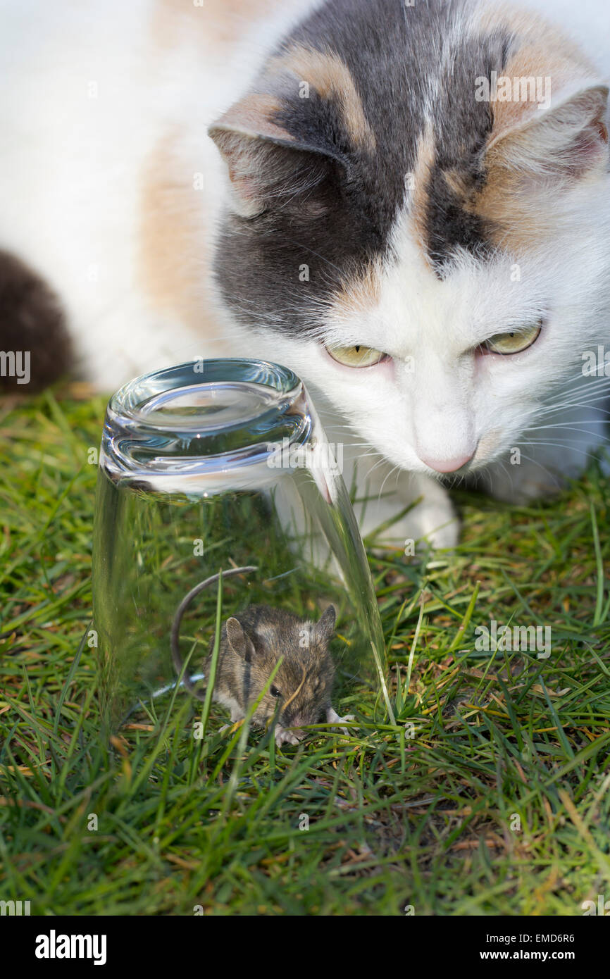 Cat watching mouse captured in a glass on a meadow Stock Photo - Alamy