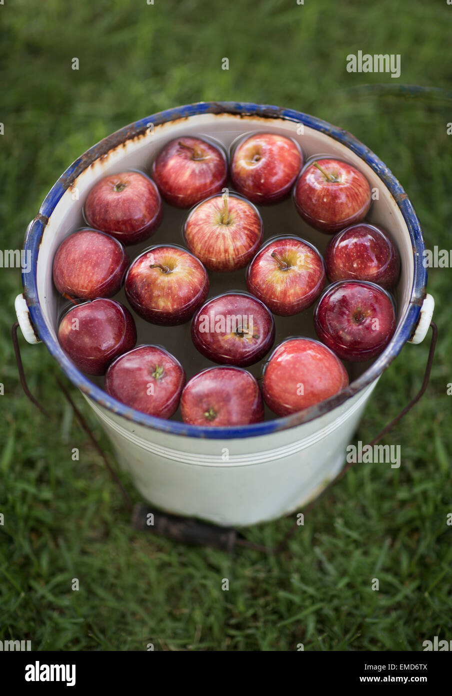 Apples in bucket with water in garden Stock Photo - Alamy