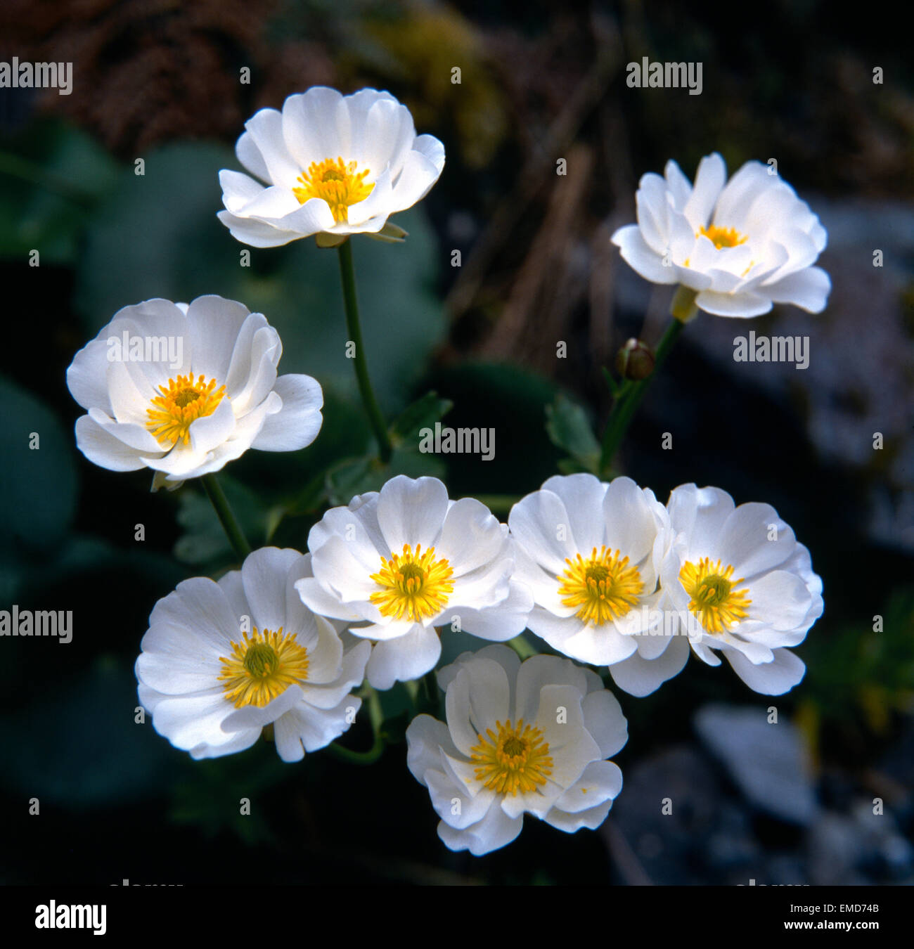 Ranunculus lyallii hi-res stock photography and images - Alamy