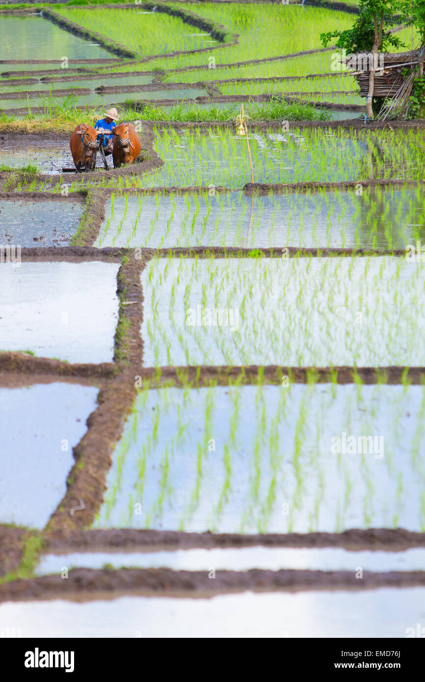 Bali countryside scene Stock Photo - Alamy