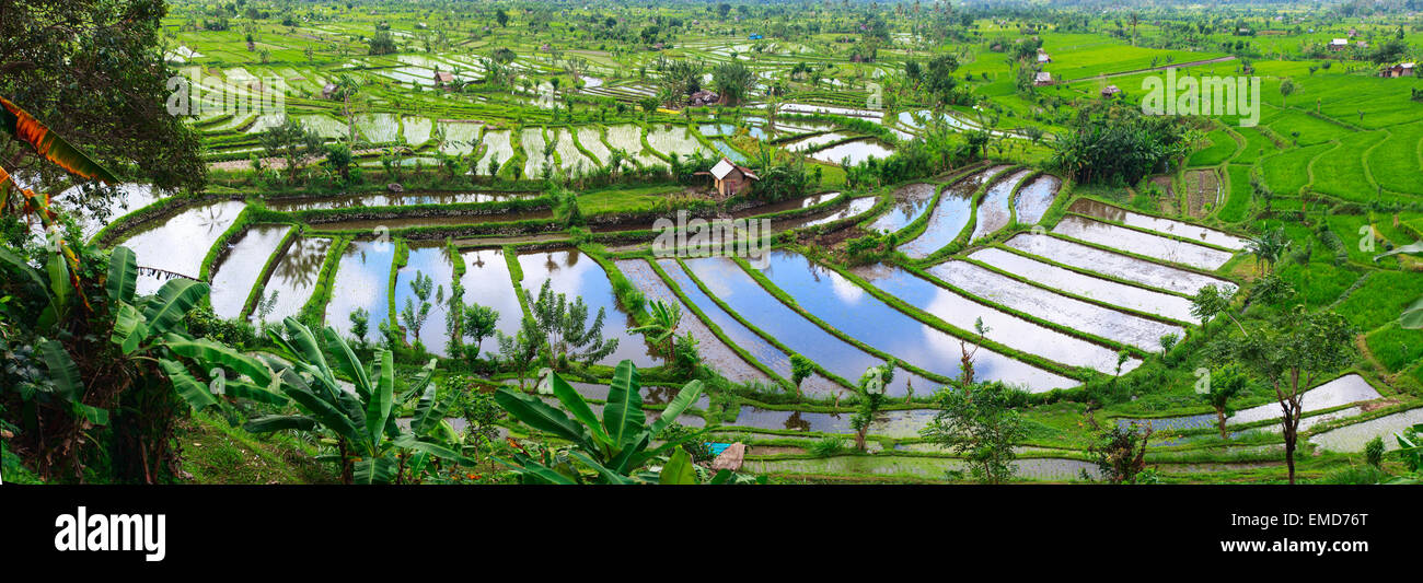 Rice terrace in Bali Stock Photo - Alamy