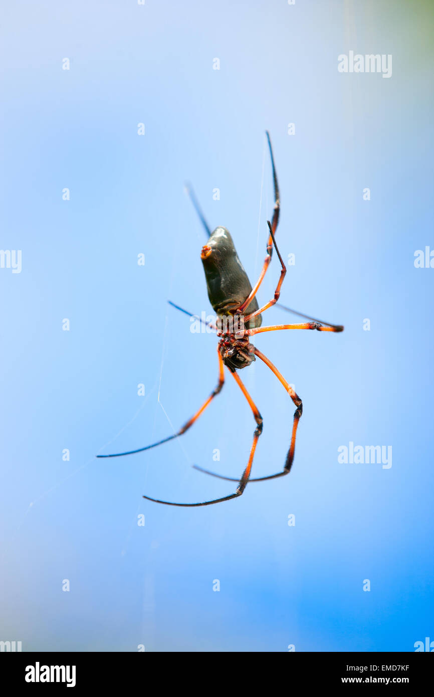 Eight leg insect hi-res stock photography and images - Alamy