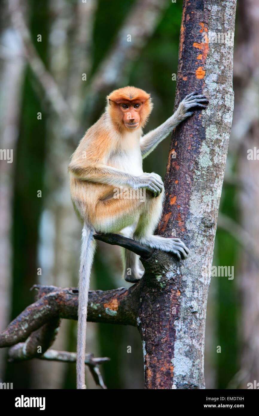 Proboscis monkey on tree Stock Photo - Alamy