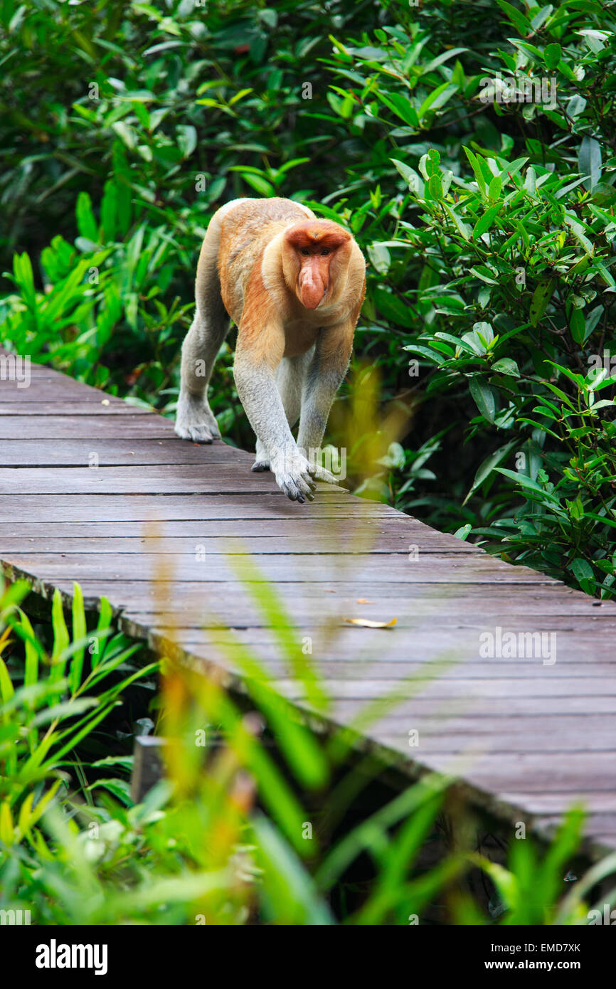 Male proboscis monkey hi-res stock photography and images - Alamy