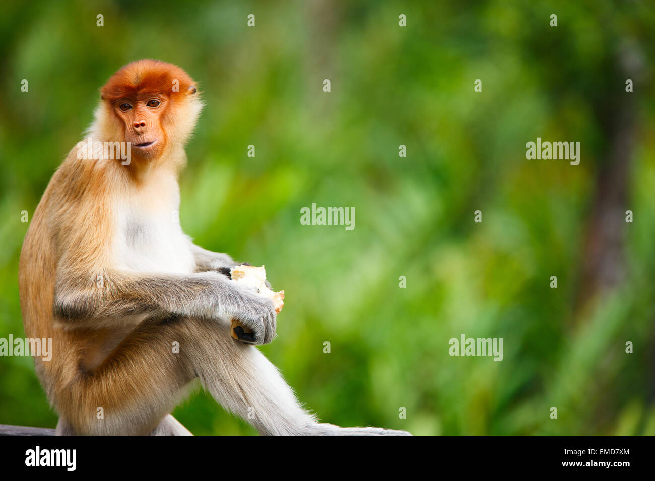 Proboscis monkey young male hi-res stock photography and images - Alamy