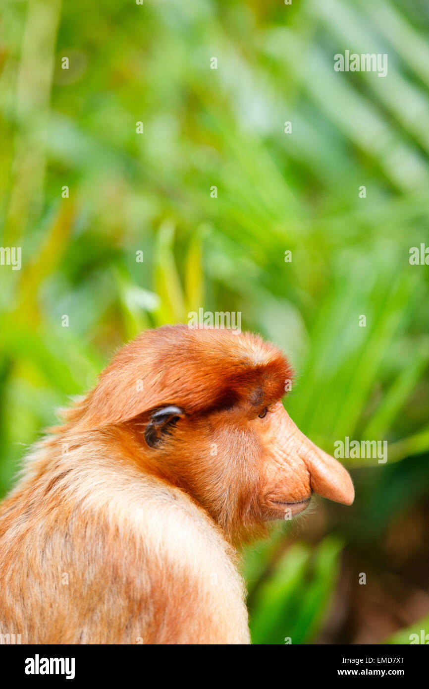 Proboscis monkey eating hi-res stock photography and images - Alamy