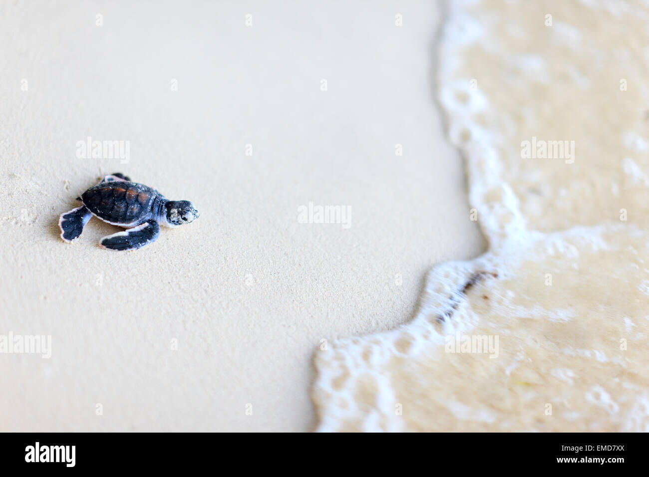 Green sea turtle baby hi-res stock photography and images - Alamy