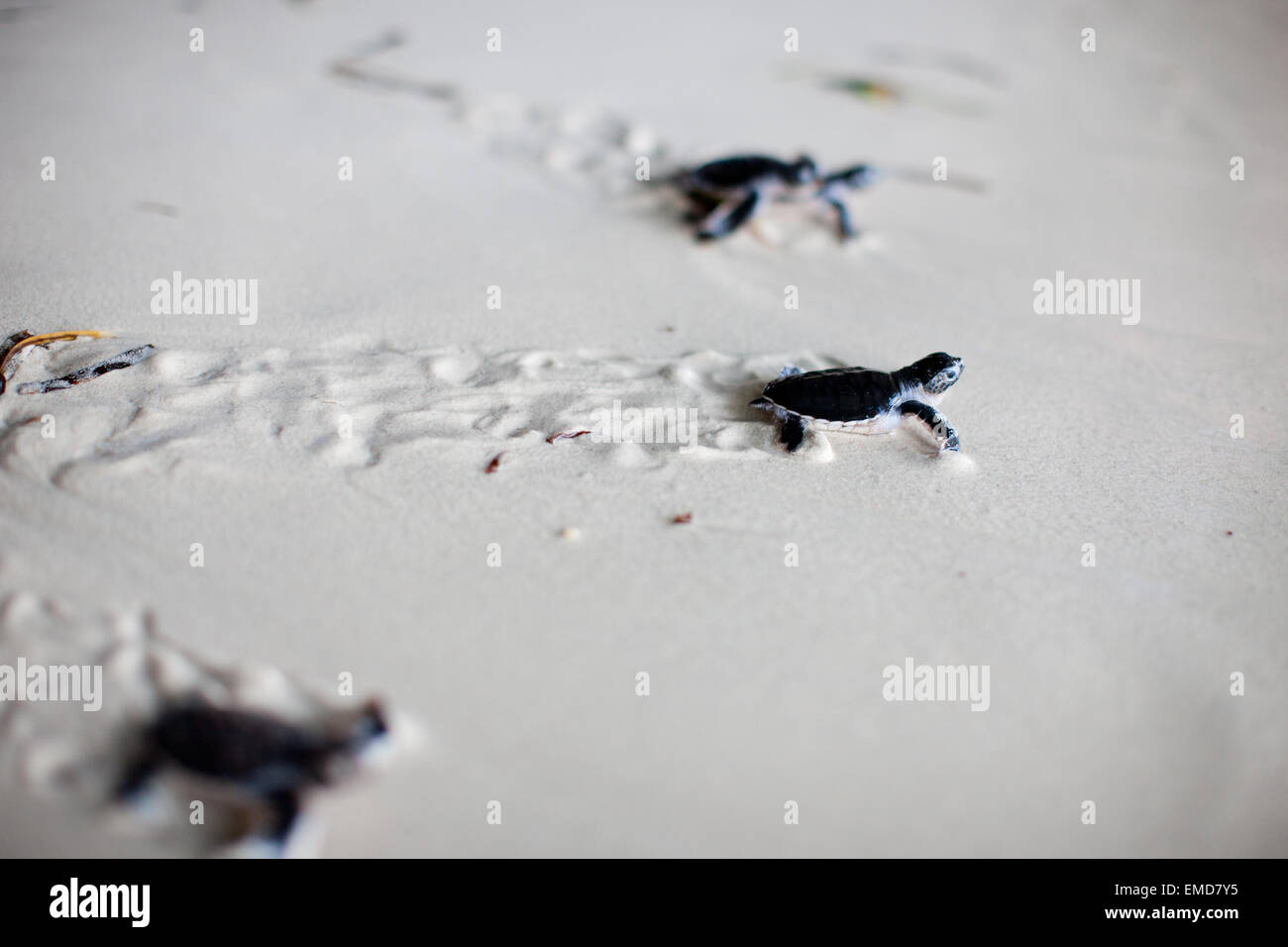 Baby green turtles Stock Photo - Alamy