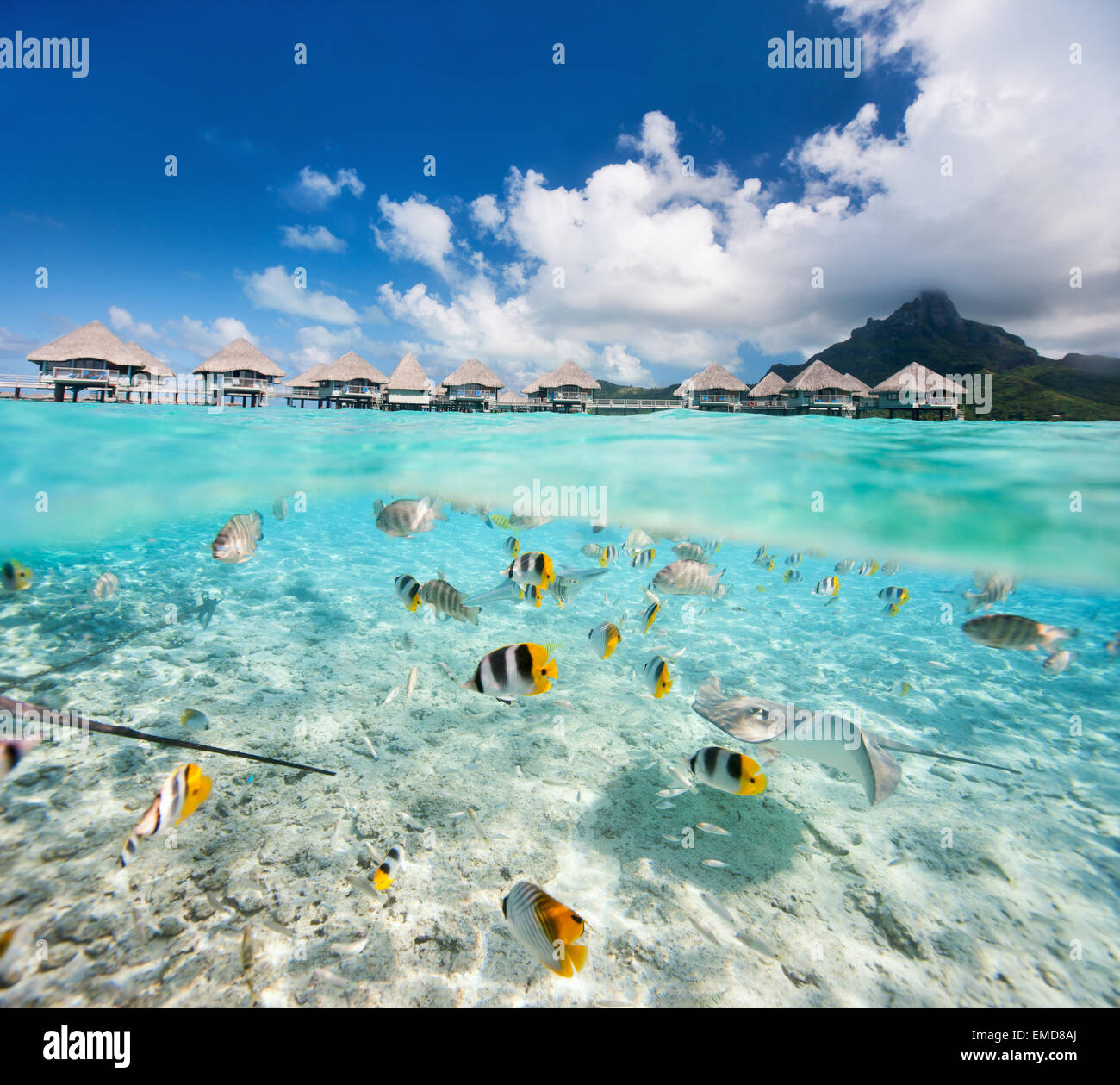 Tropical island under and above water Stock Photo - Alamy