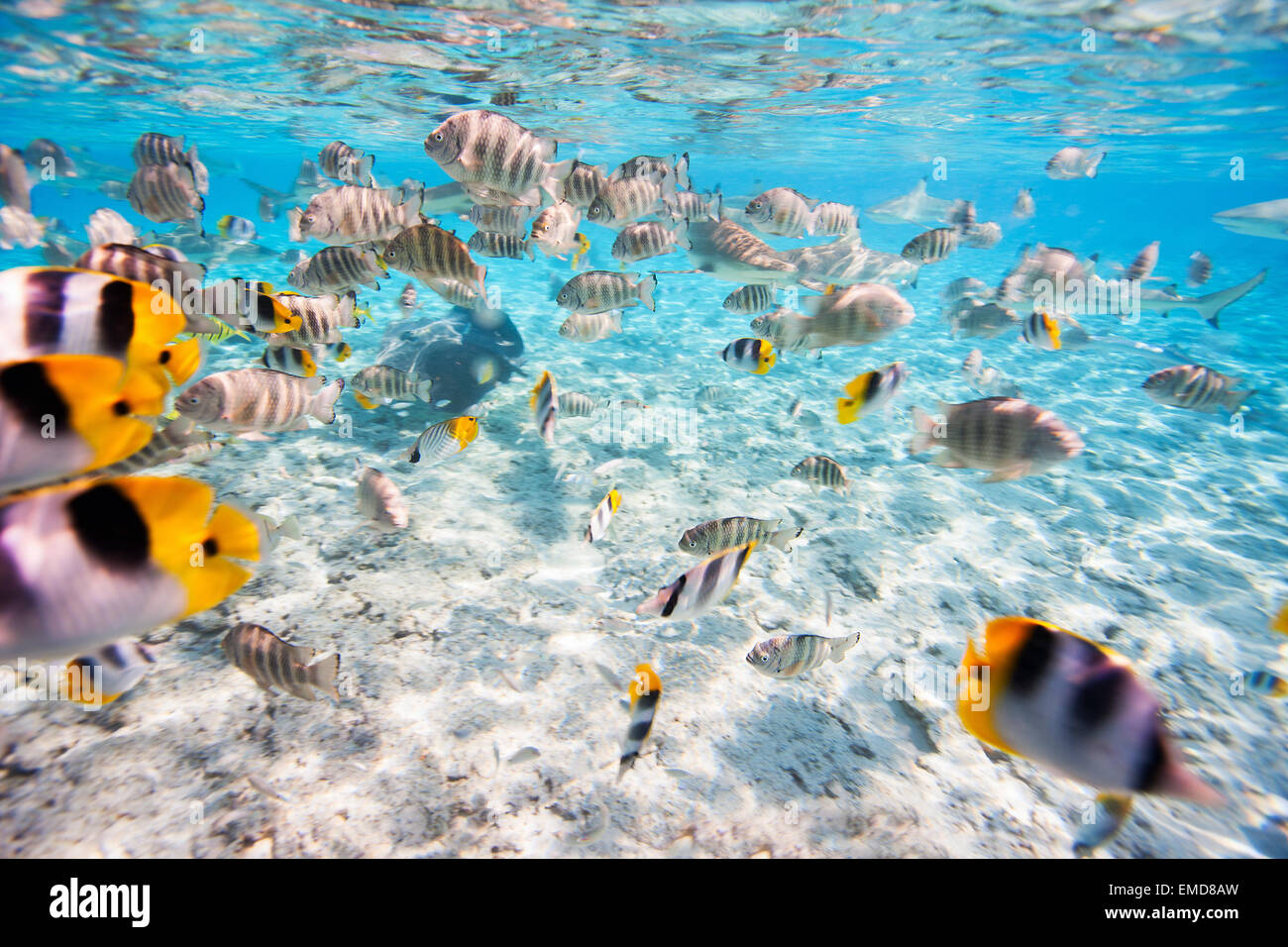 School fish group french hi-res stock photography and images - Alamy