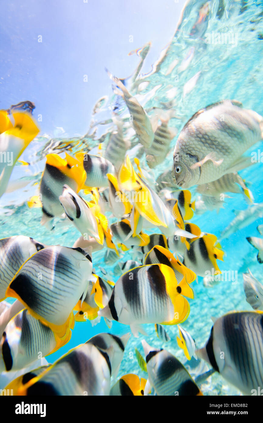 School fish group french hi-res stock photography and images - Alamy
