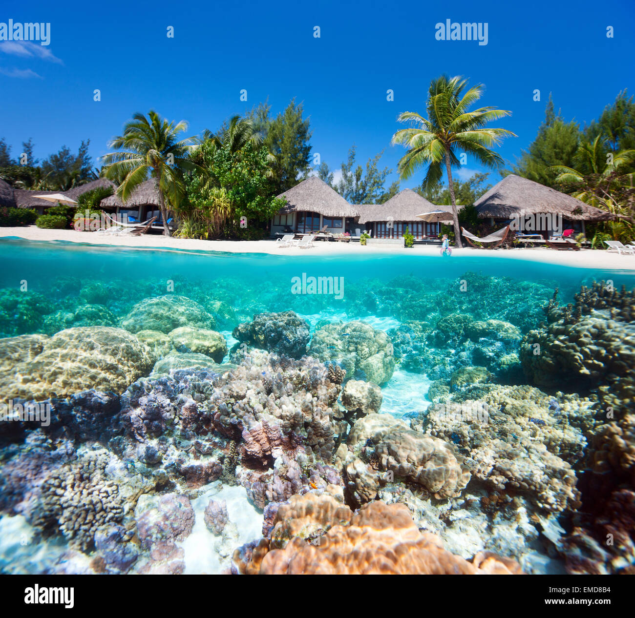 Bora bora reef fish hi-res stock photography and images - Alamy