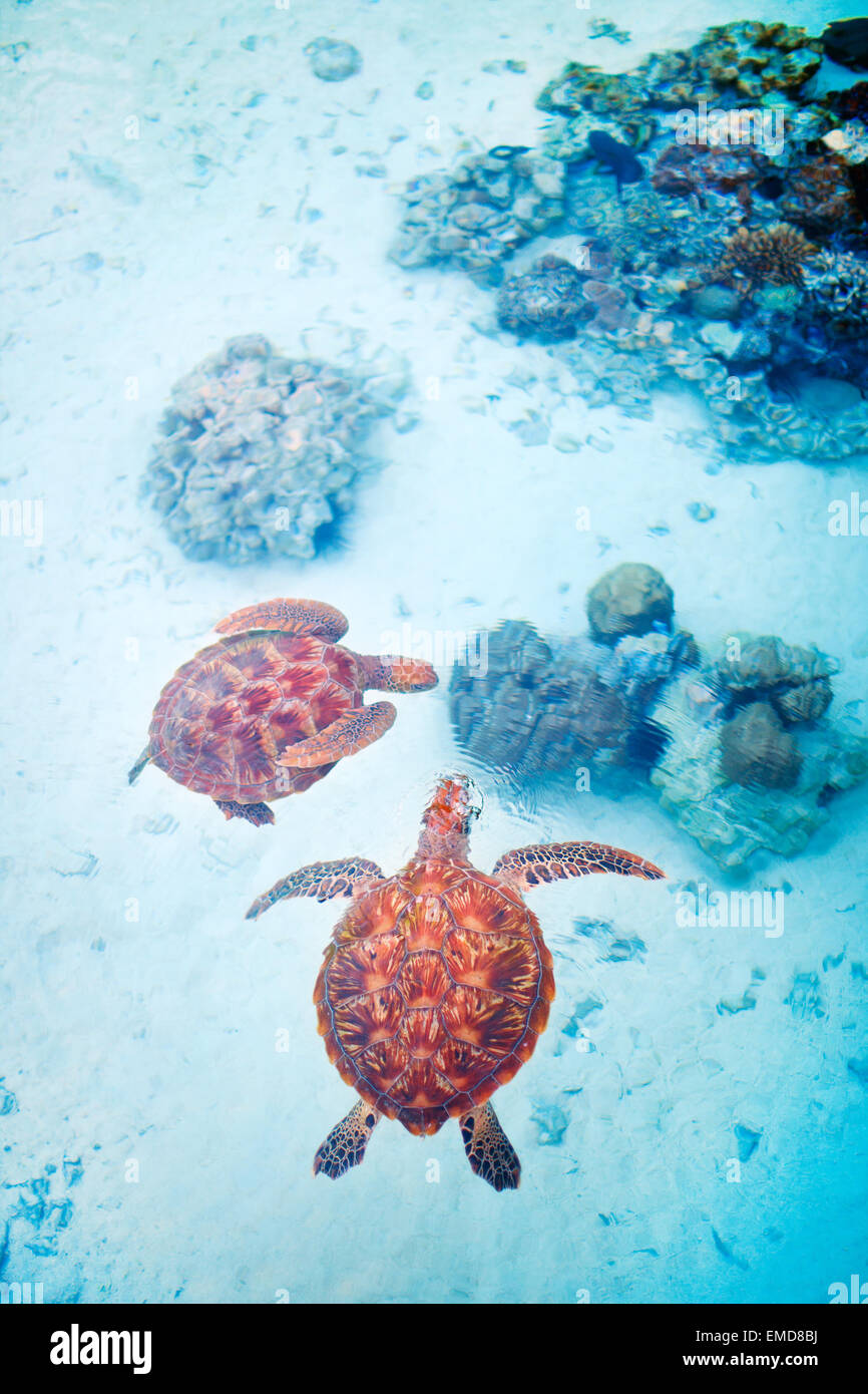 Blue water turtles hi-res stock photography and images - Alamy