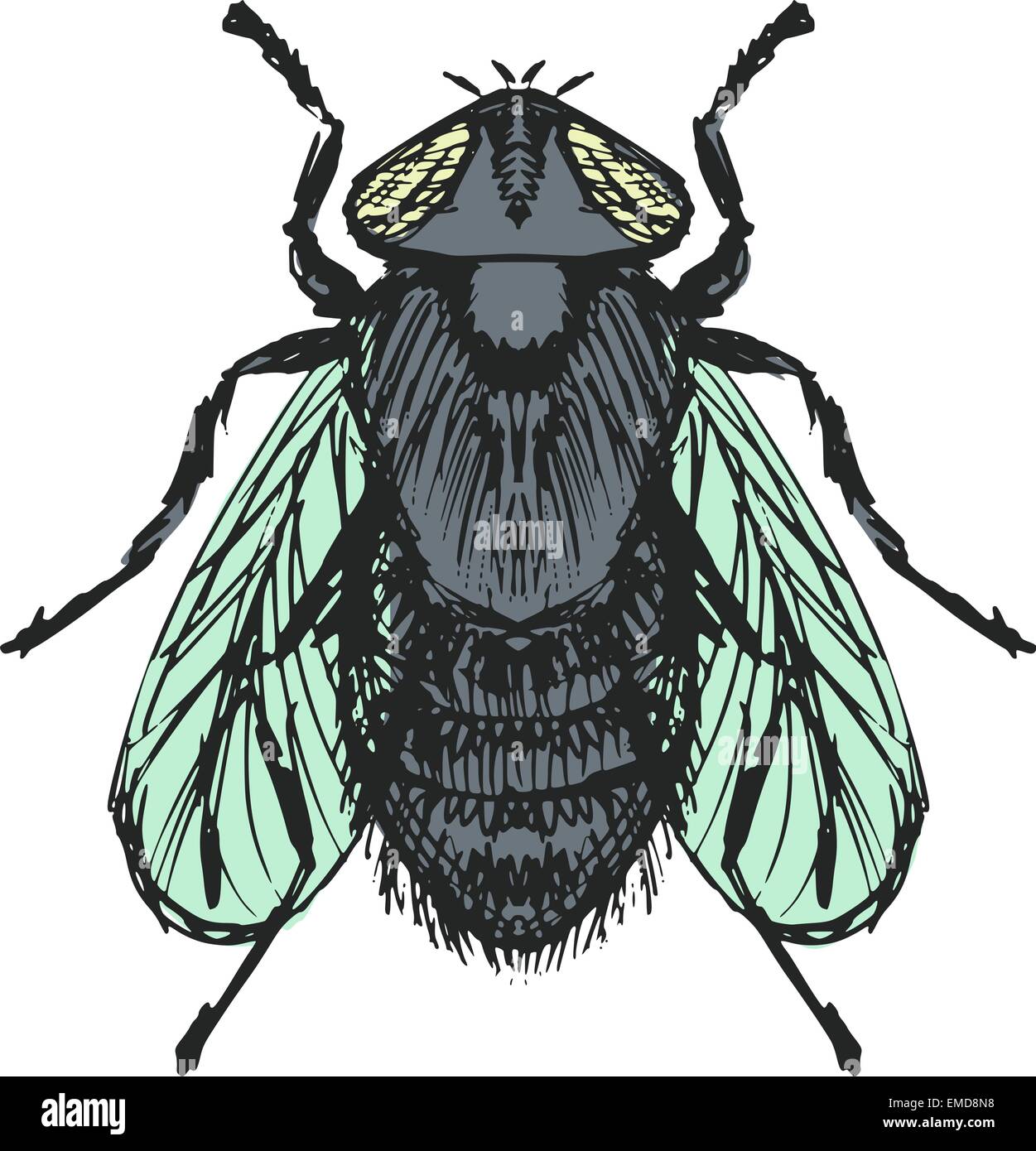 Illustration fly hi-res stock photography and images - Alamy