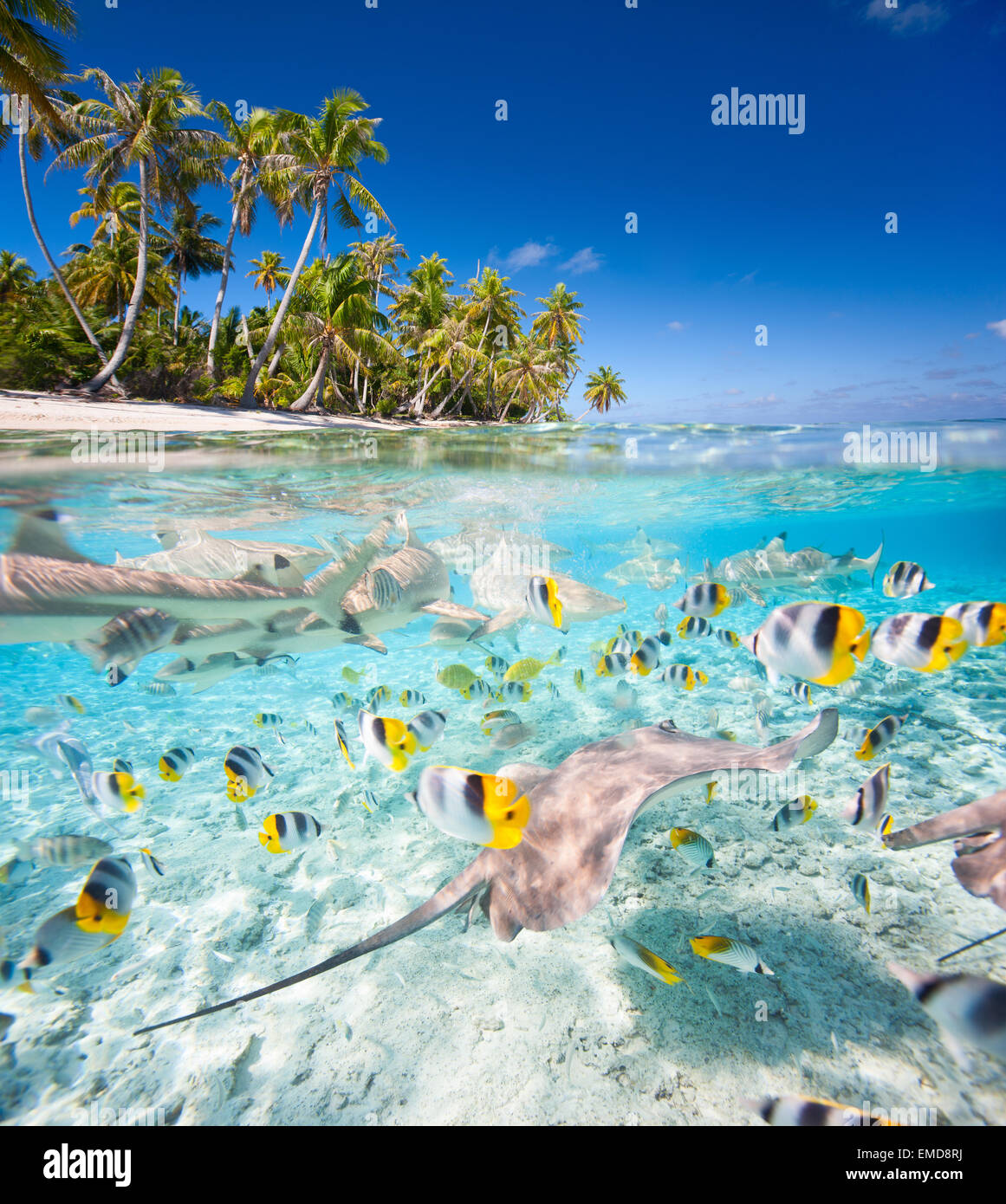 Tropical island under and above water Stock Photo - Alamy