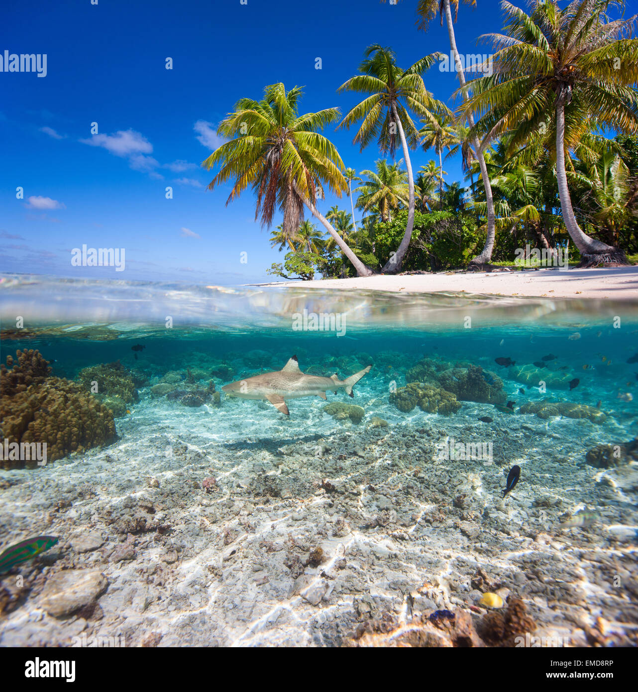 Shark underwater scenery with white hi-res stock photography and images ...